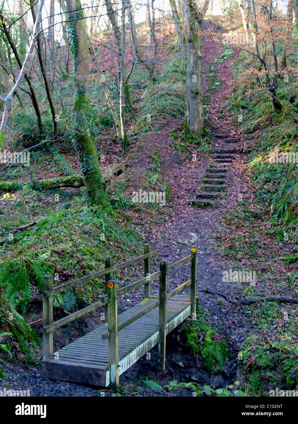 Woodland bridge and steps, UK Stock Photo - Alamy