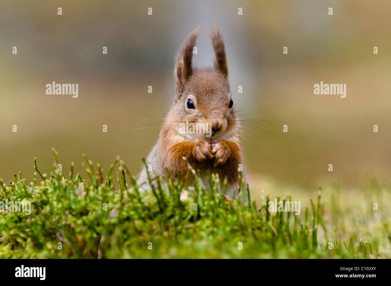 Red squirrel feeding nuts hi-res stock photography and images - Alamy