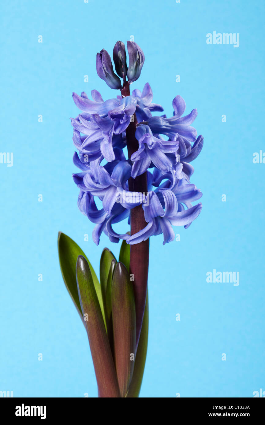 Blue Hyacinth (Hyacinthus orientalis) Flower Stock Photo - Alamy