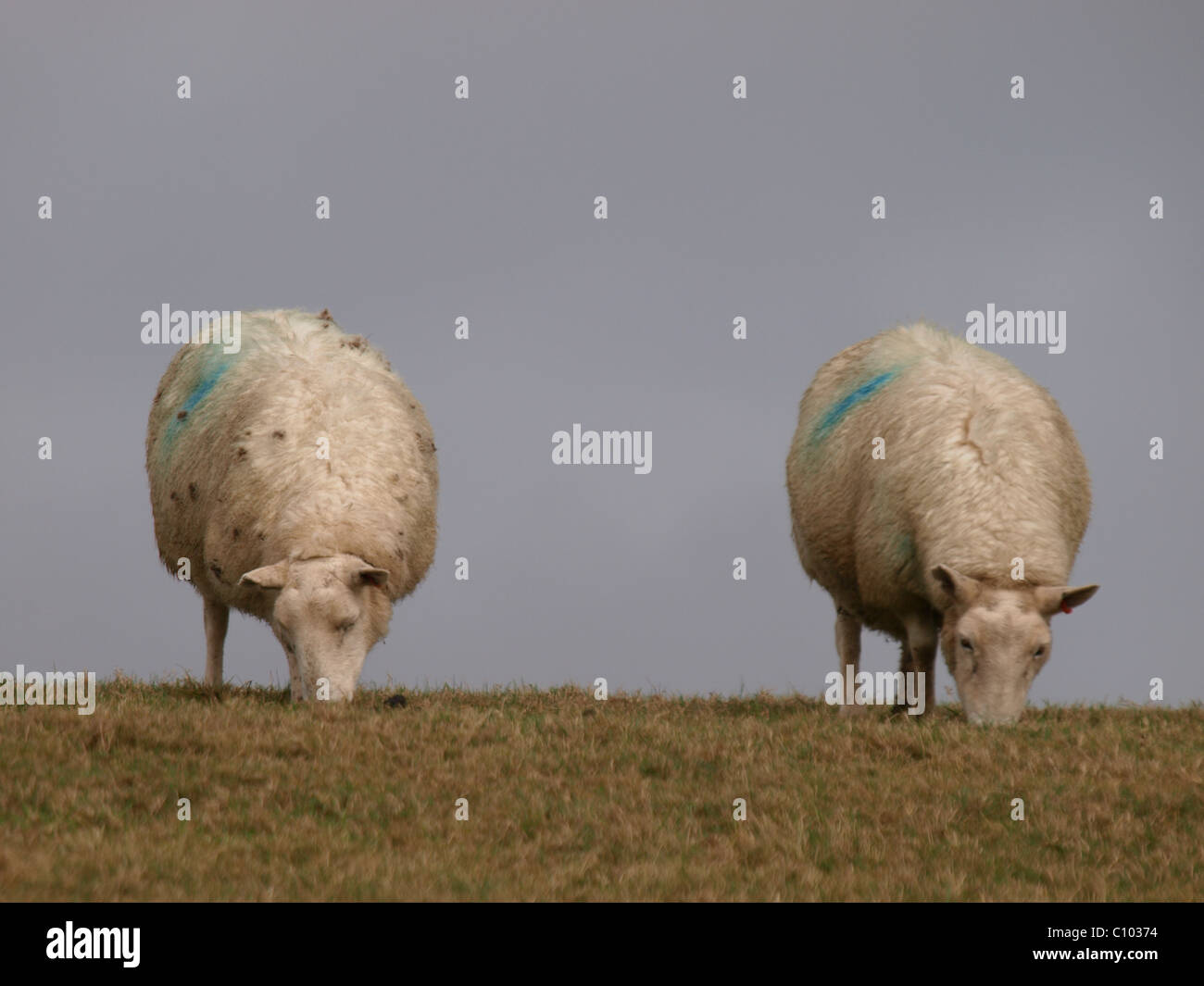 Two sheep, grey sky, UK Stock Photo - Alamy