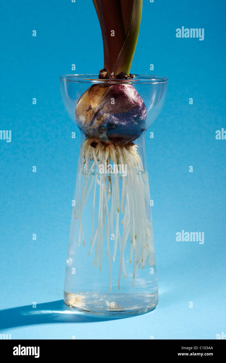 Hyacinth Roots growing in water in a Vase Stock Photo - Alamy