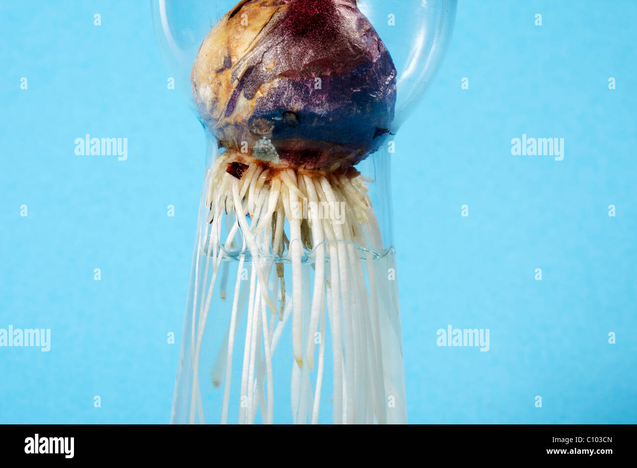 Hyacinth bulb roots hi-res stock photography and images - Alamy