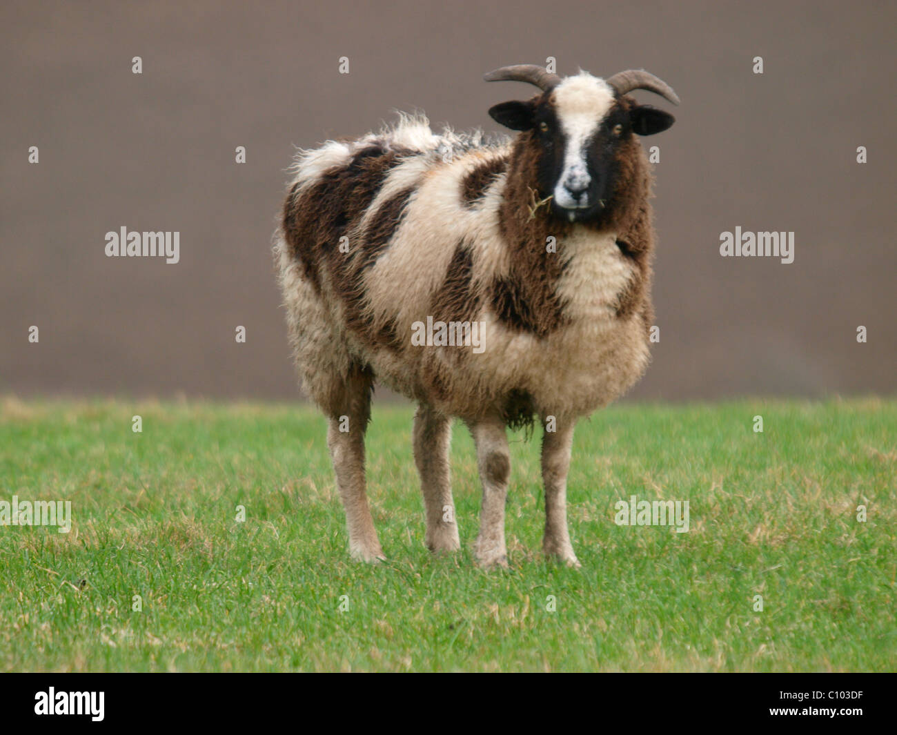 Jacob jacobs hi-res stock photography and images - Alamy