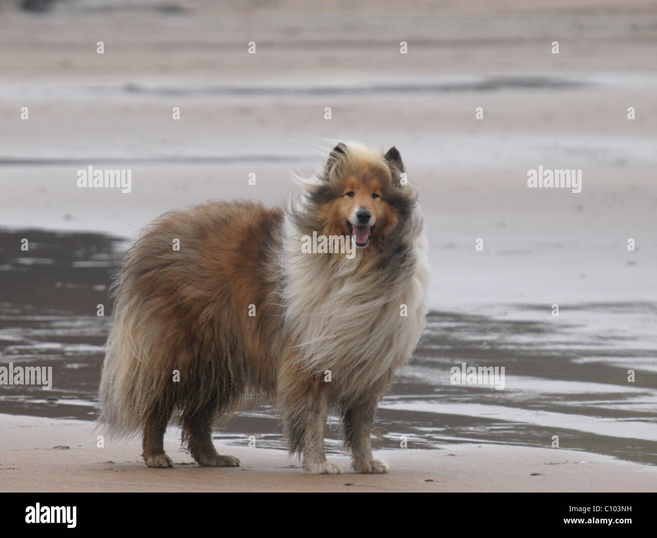 Rough Collie at the beach, Cornwall, UK Stock Photo - Alamy
