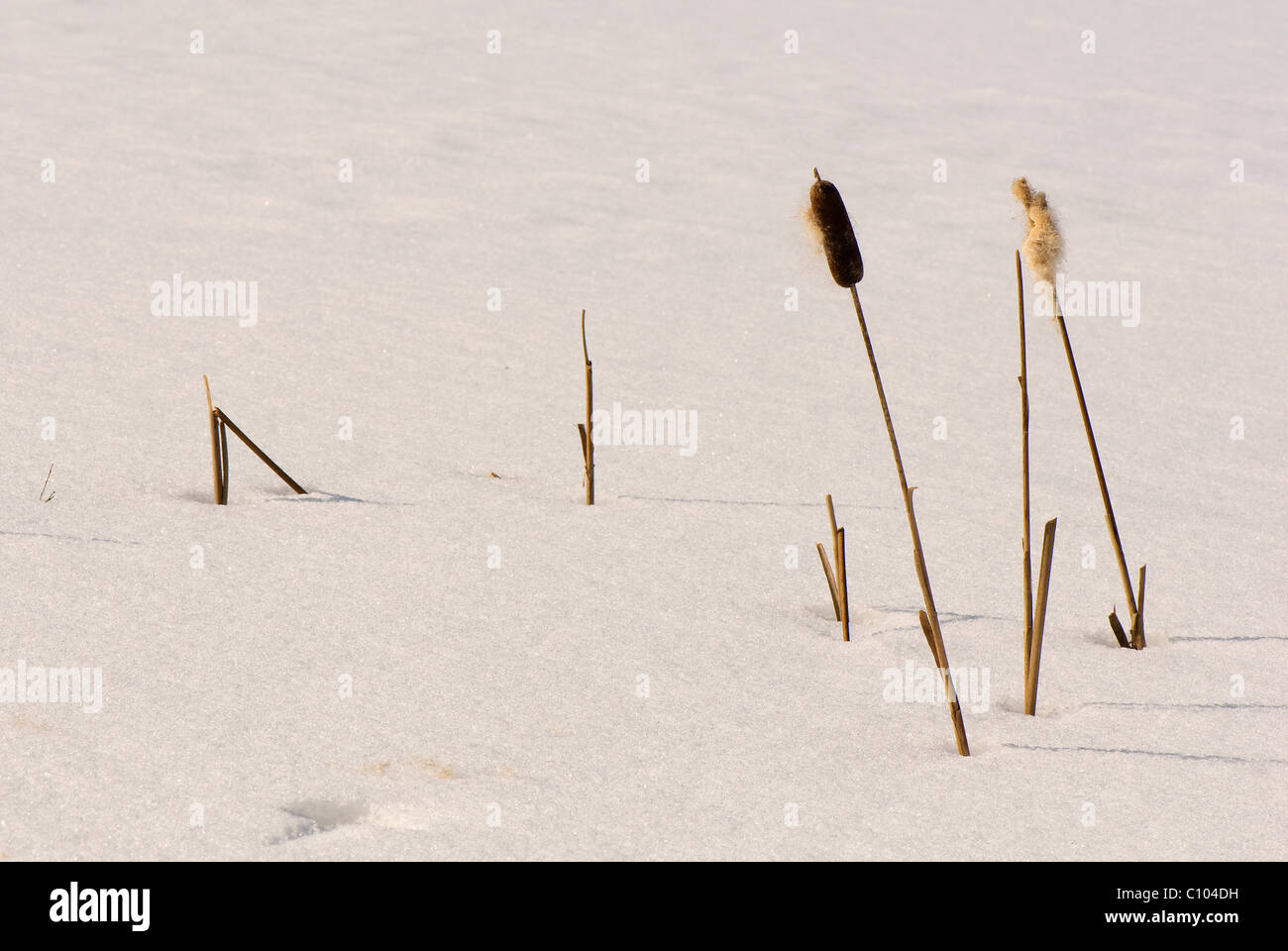 Stick water Typha Stock Photo - Alamy