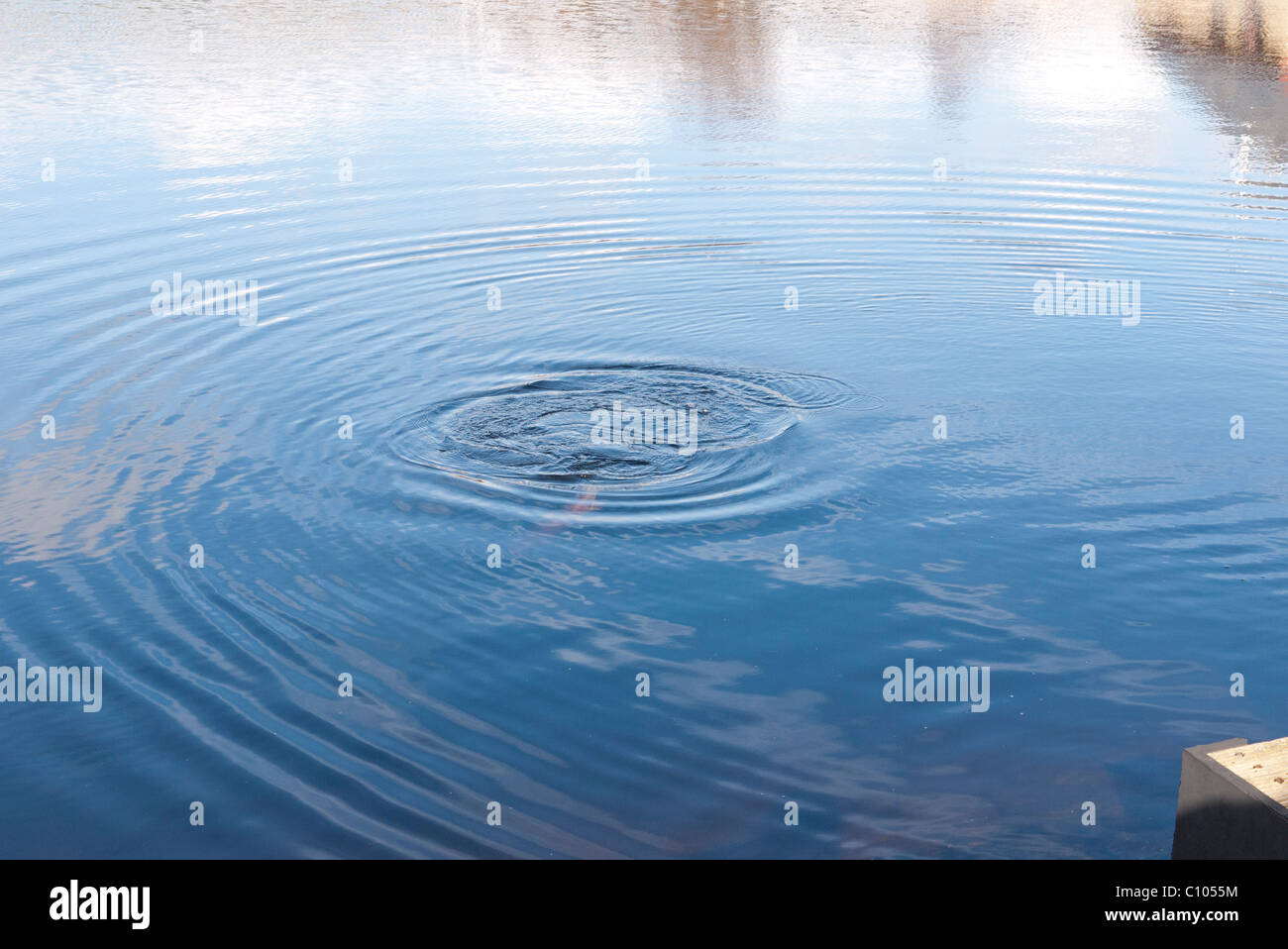 Trout rising for fly Stock Photo - Alamy