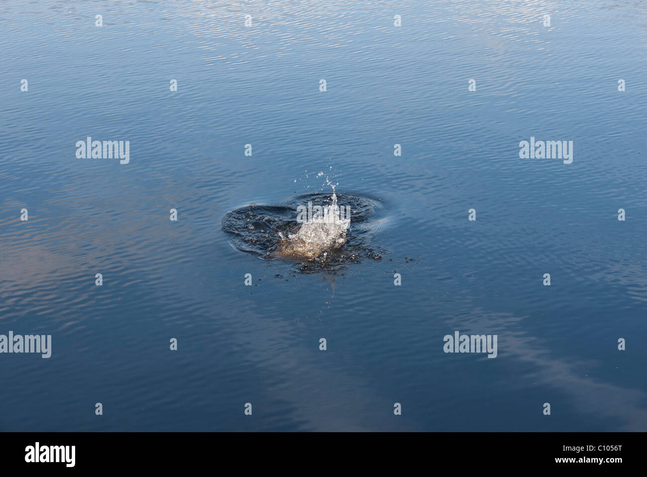Hooked trout hi-res stock photography and images - Alamy
