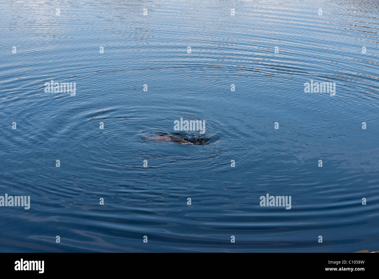Rising trout hi-res stock photography and images - Alamy