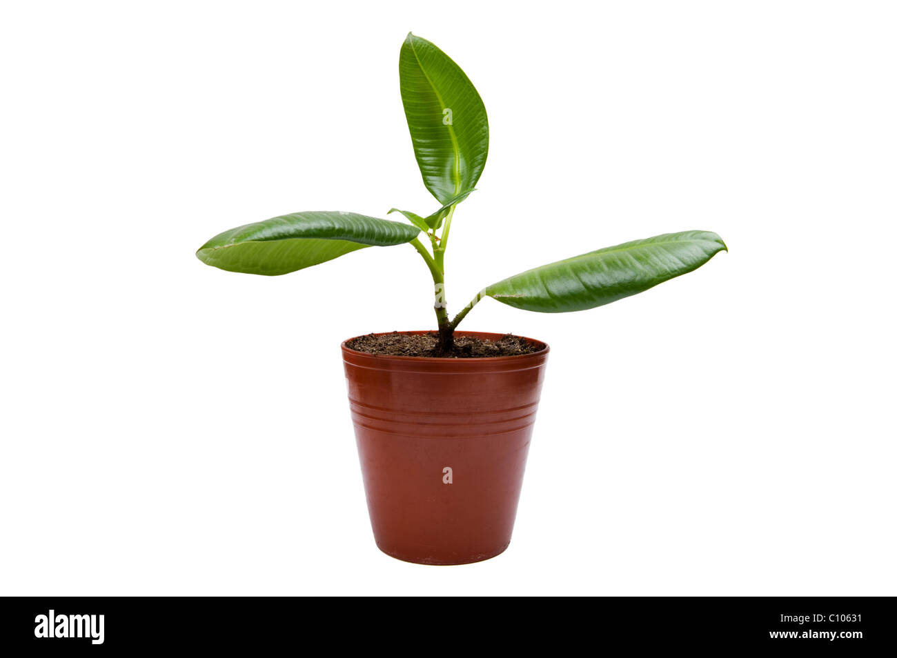 object on white - house rubber plant Stock Photo - Alamy