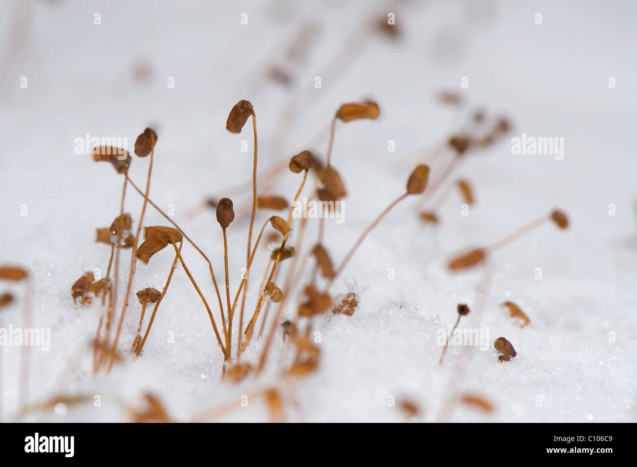 brown moss in snow Stock Photo - Alamy