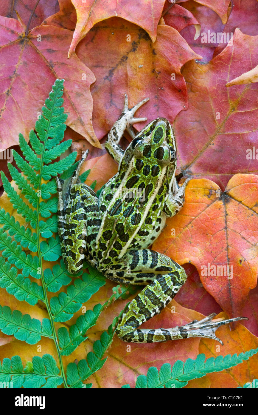 Northern Leopard Frog Rana pipiens on Maple leaves Eastern USA Stock ...