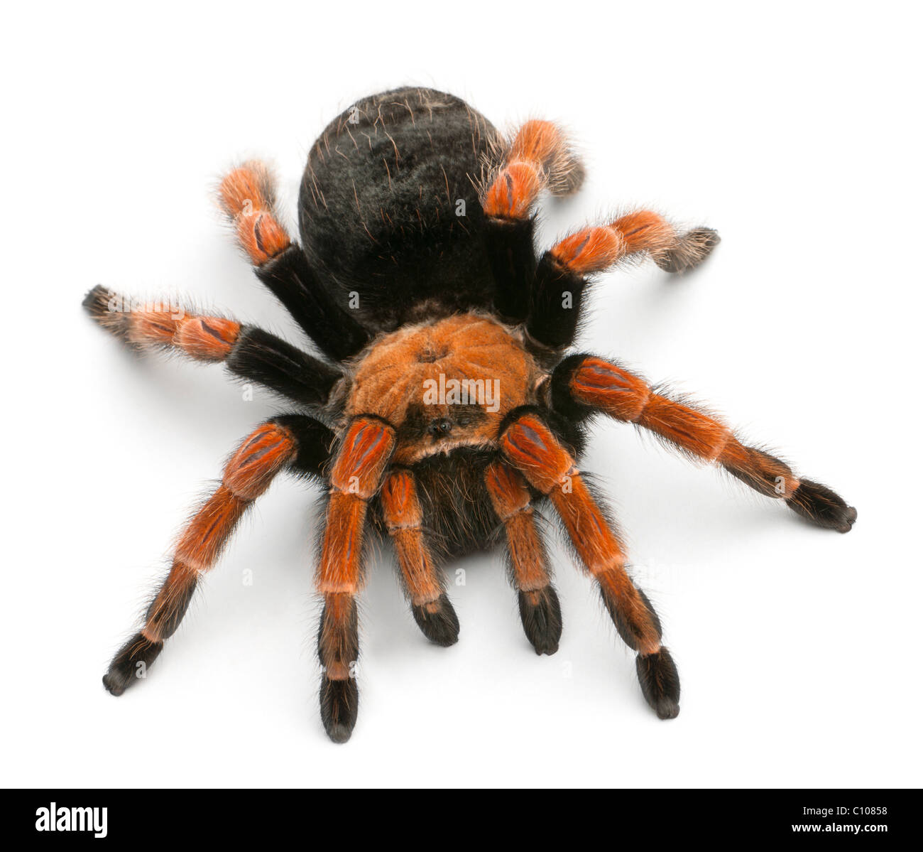Tarantula spider, Brachypelma Boehmei, in front of white background ...