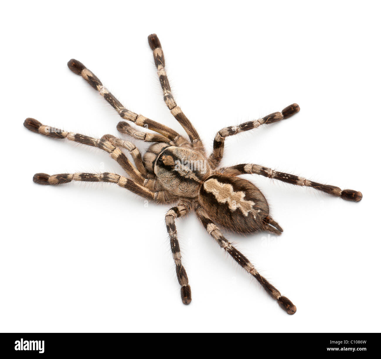 Spider side view hi-res stock photography and images - Alamy