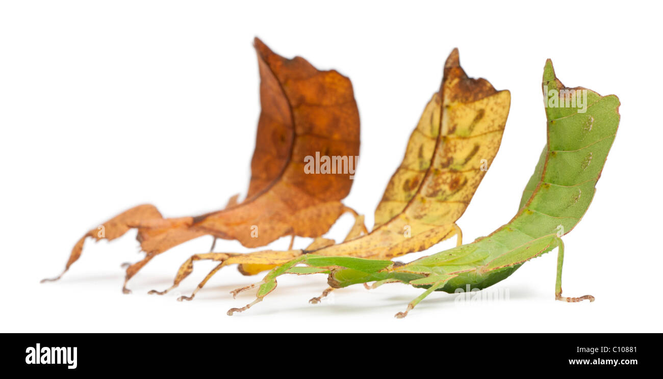 Phyllium Westwoodii, three stick insects, in front of white background ...