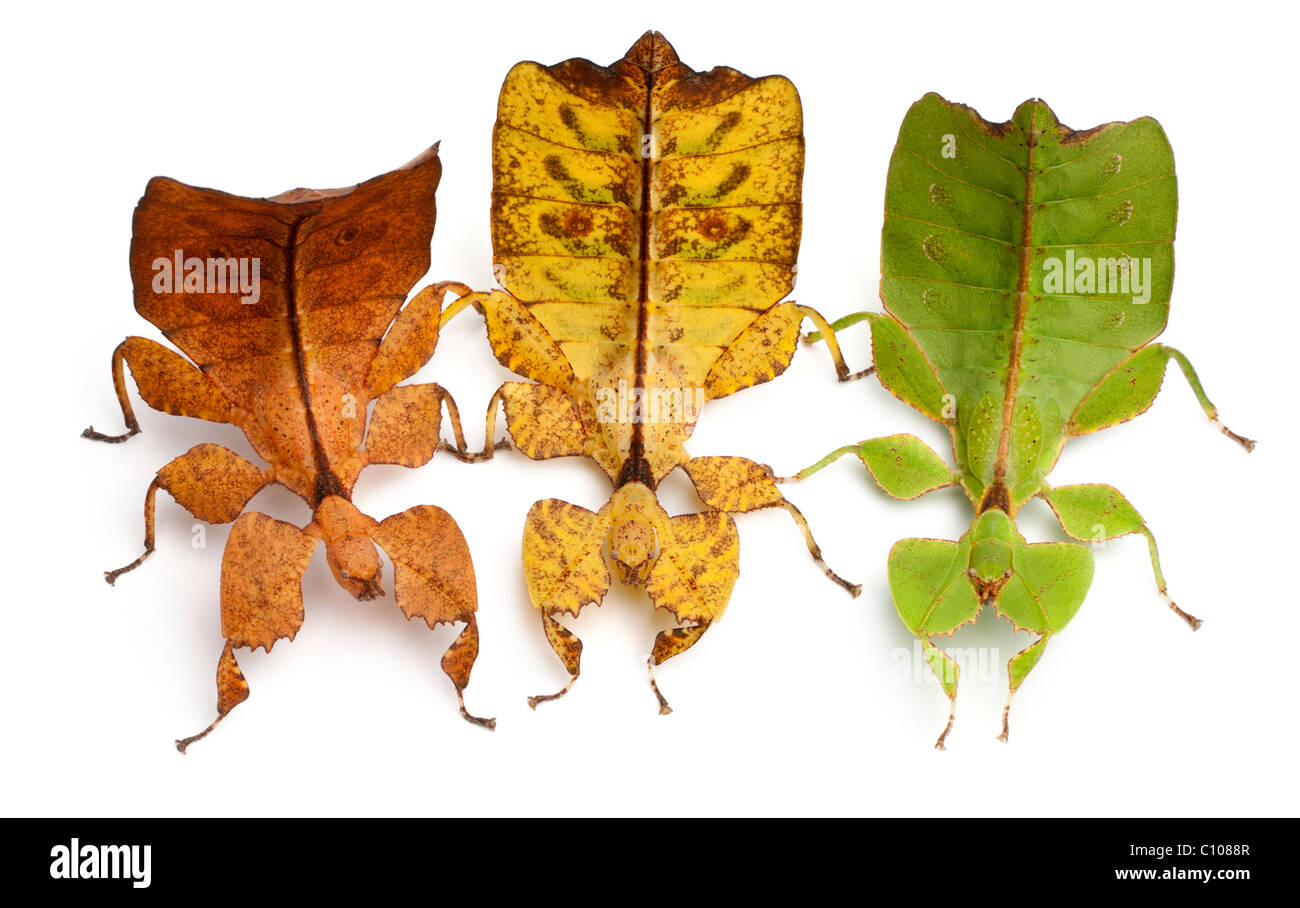 Stick insects hi-res stock photography and images - Alamy