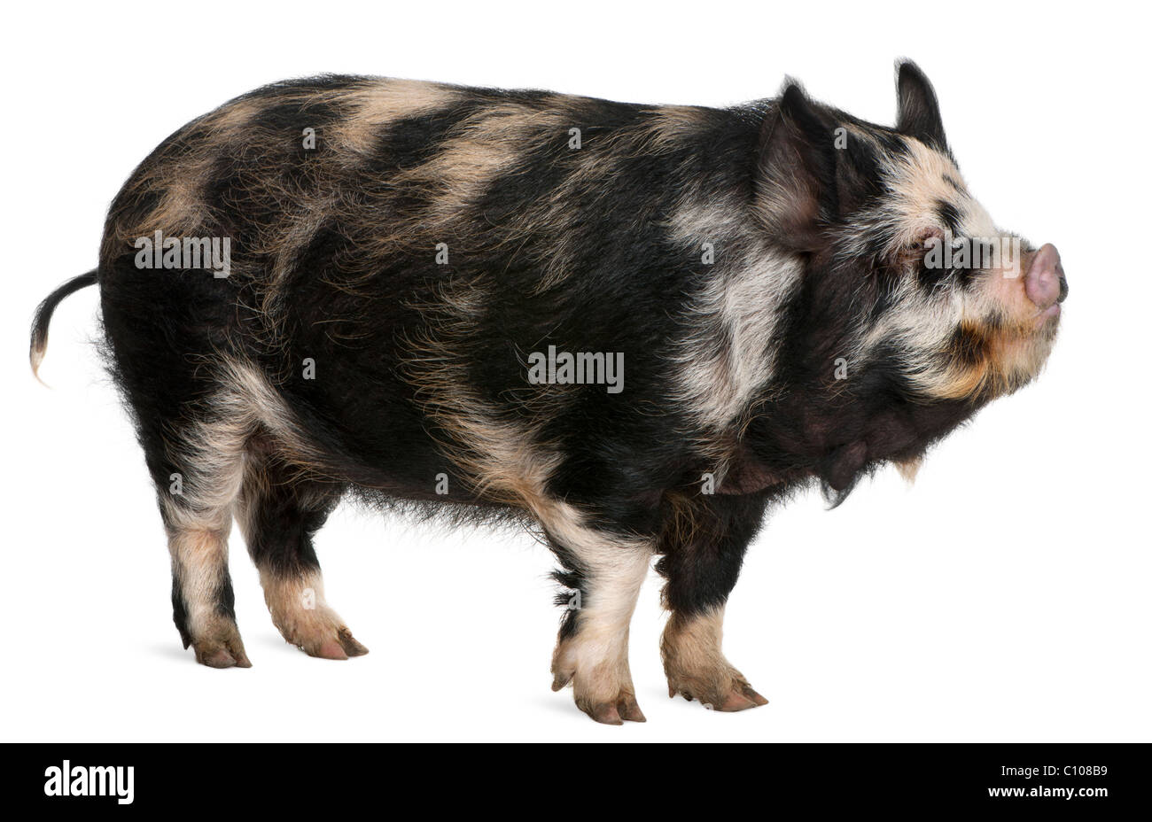 Kounini pig hi-res stock photography and images - Alamy