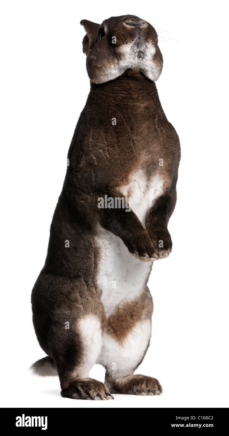 Rabbit hind legs hi-res stock photography and images - Alamy