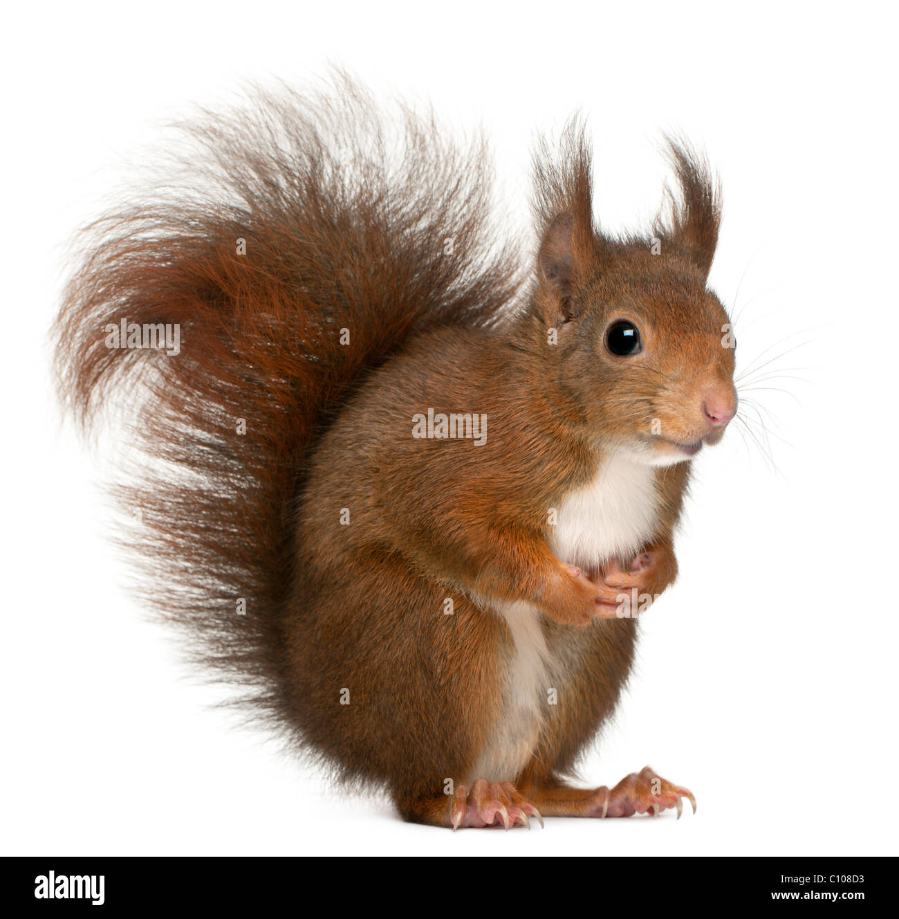 Eurasian red squirrel hi-res stock photography and images - Alamy