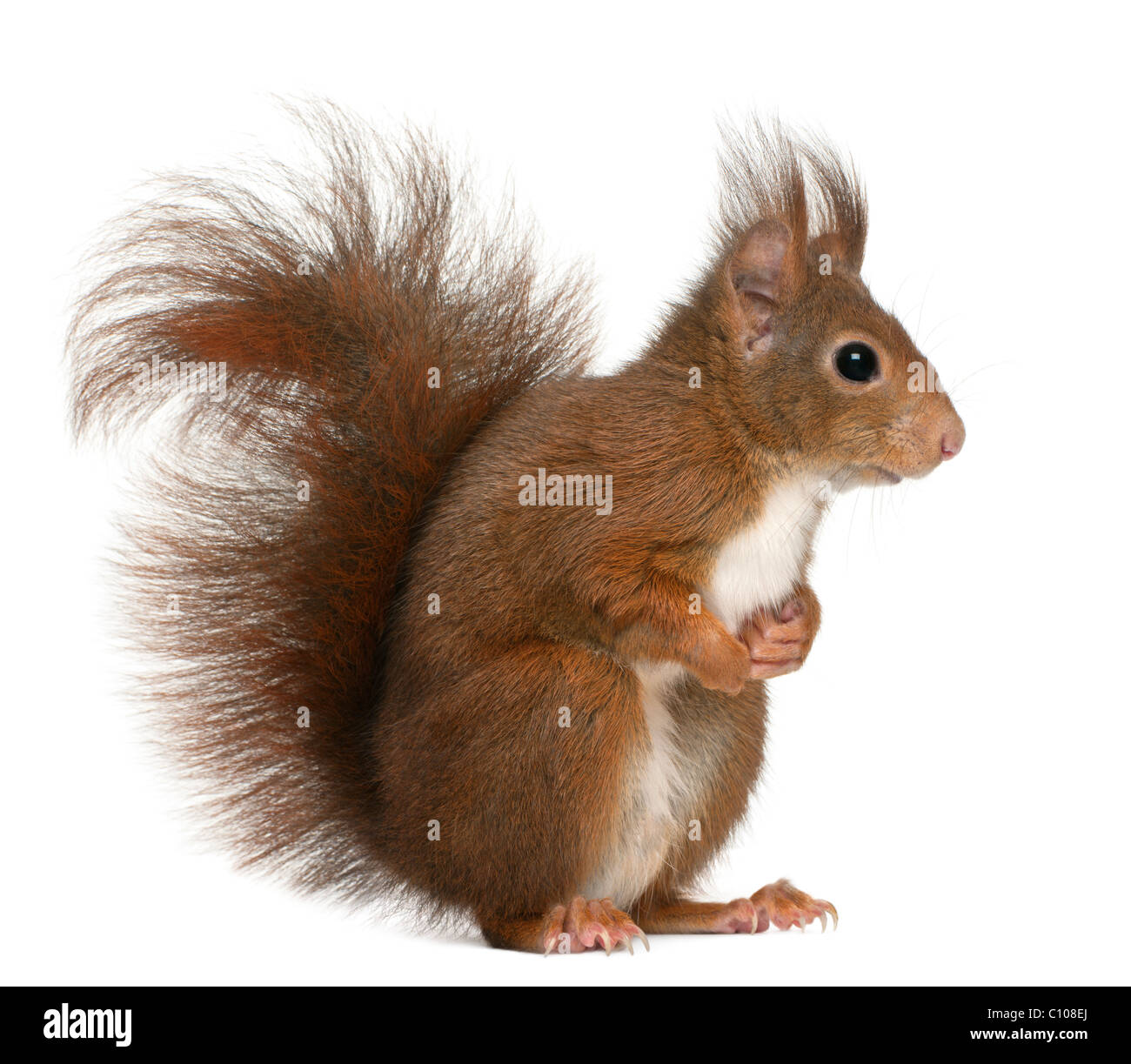 Eurasian red squirrel hi-res stock photography and images - Alamy