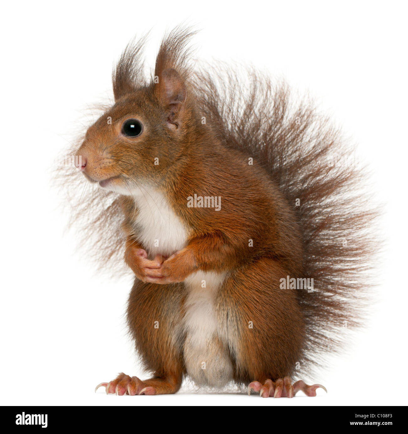 Red squirrel hi-res stock photography and images - Alamy
