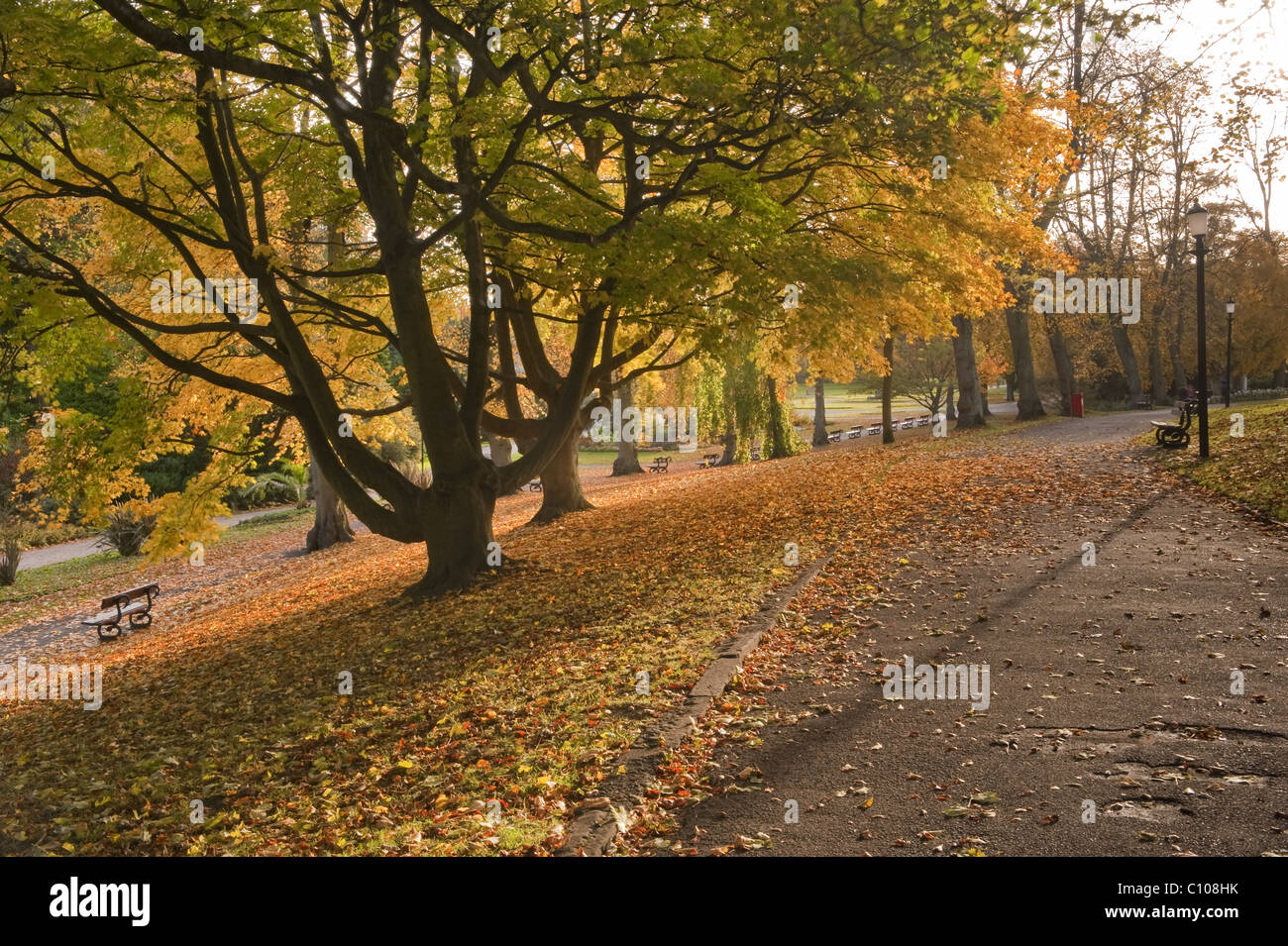 A path running through Valley Gardens, Harrogate, in autumn Stock Photo ...
