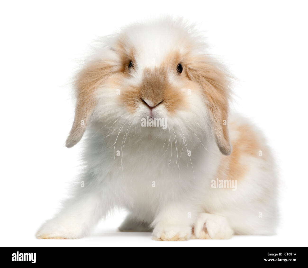 Lop rabbit, 6 months old, in front of white background Stock Photo - Alamy