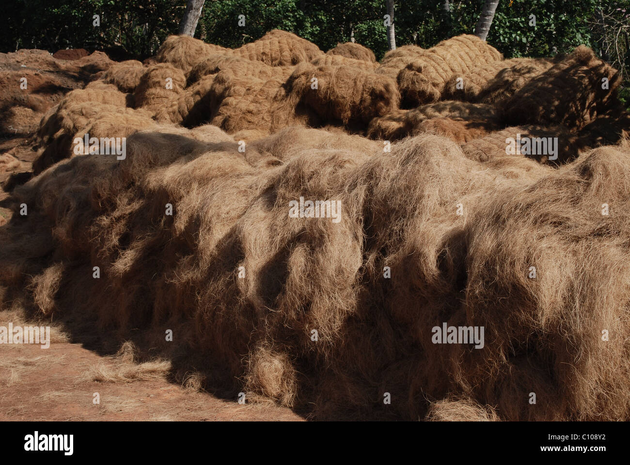 coconut fibre used for making coir Stock Photo - Alamy