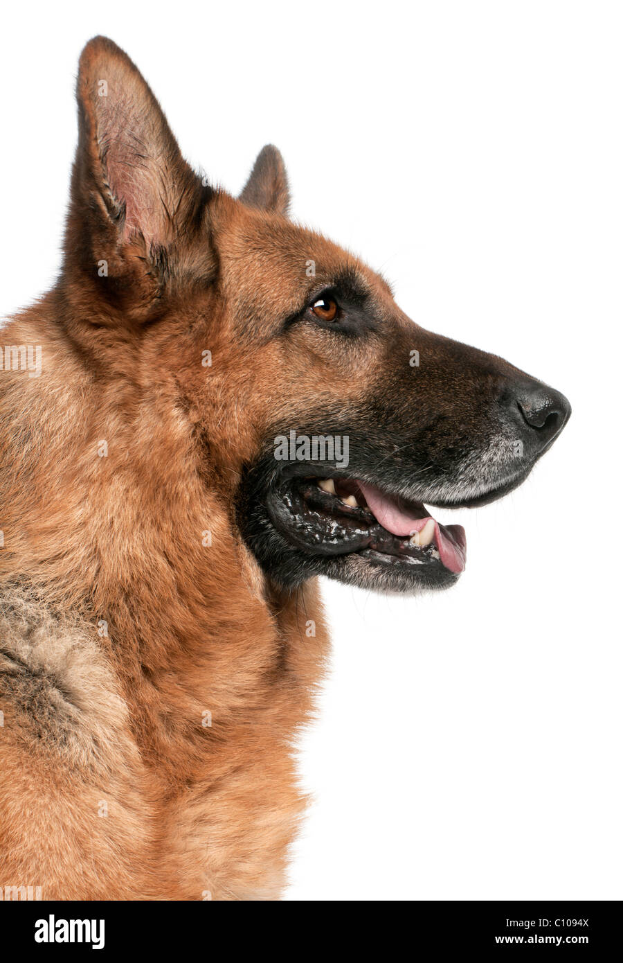 Side profile german shepherd dog hi-res stock photography and images ...