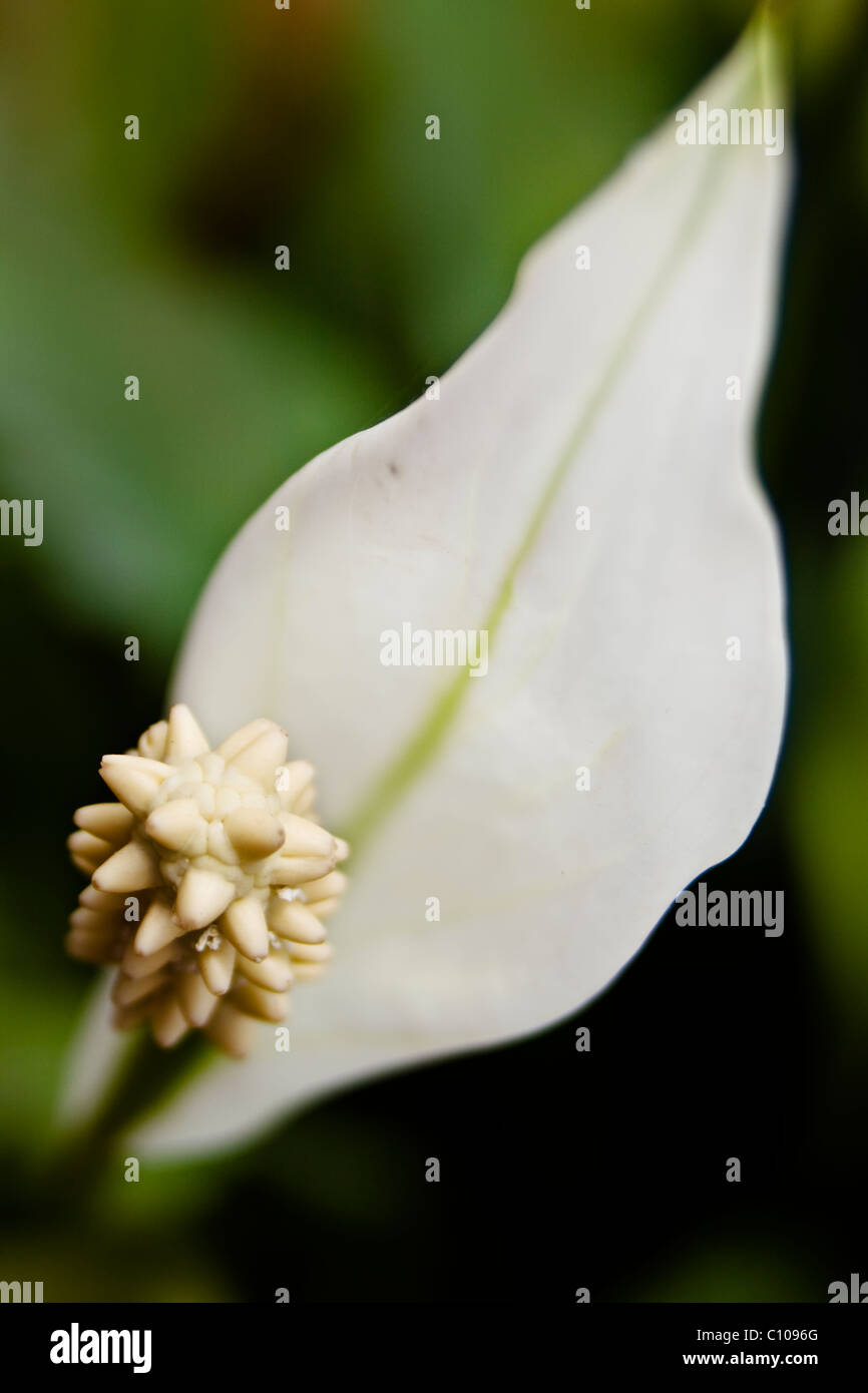 close-up of a lily flower Stock Photo - Alamy