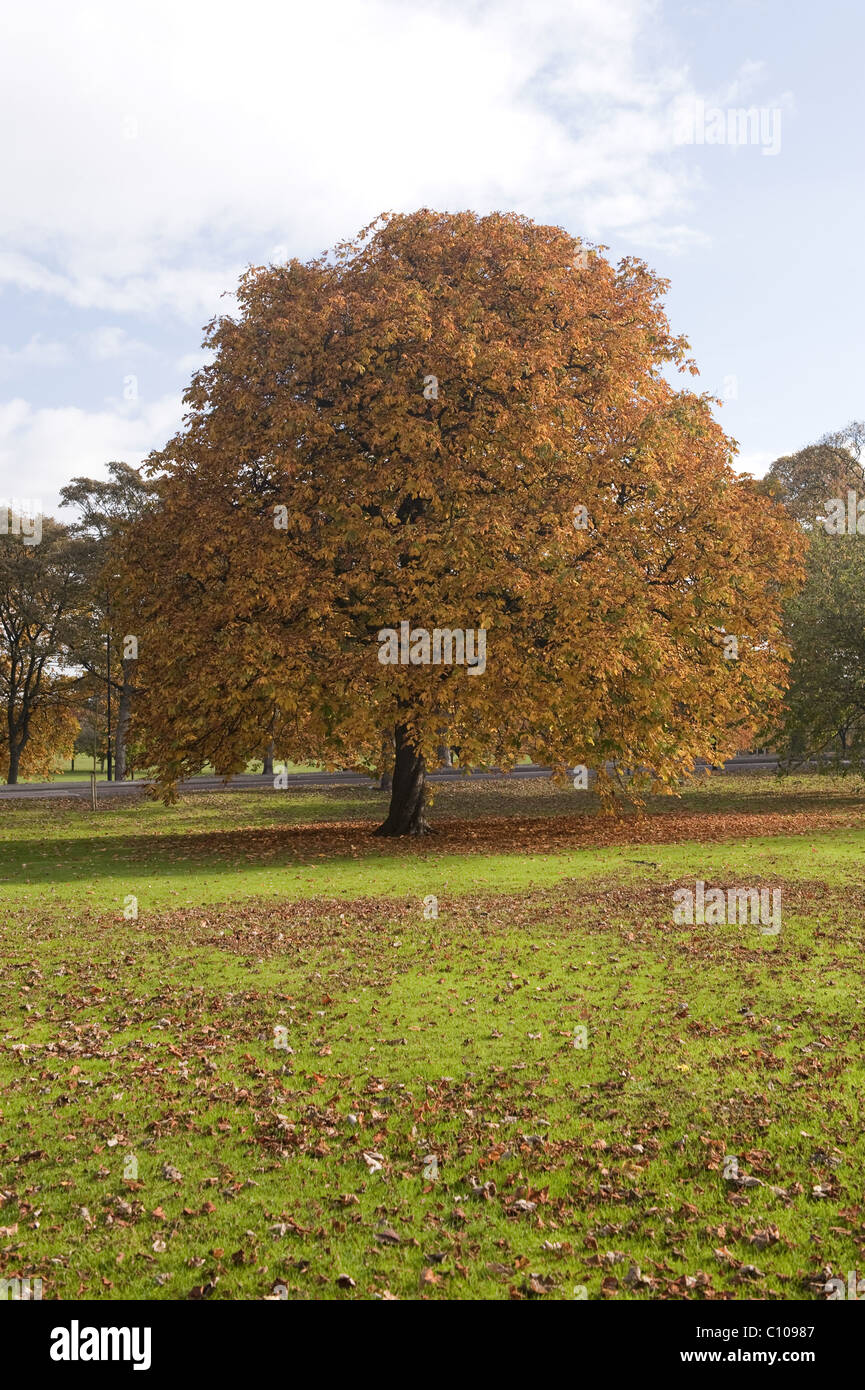 A tree on The Stray, Harrogate, in autumn Stock Photo - Alamy