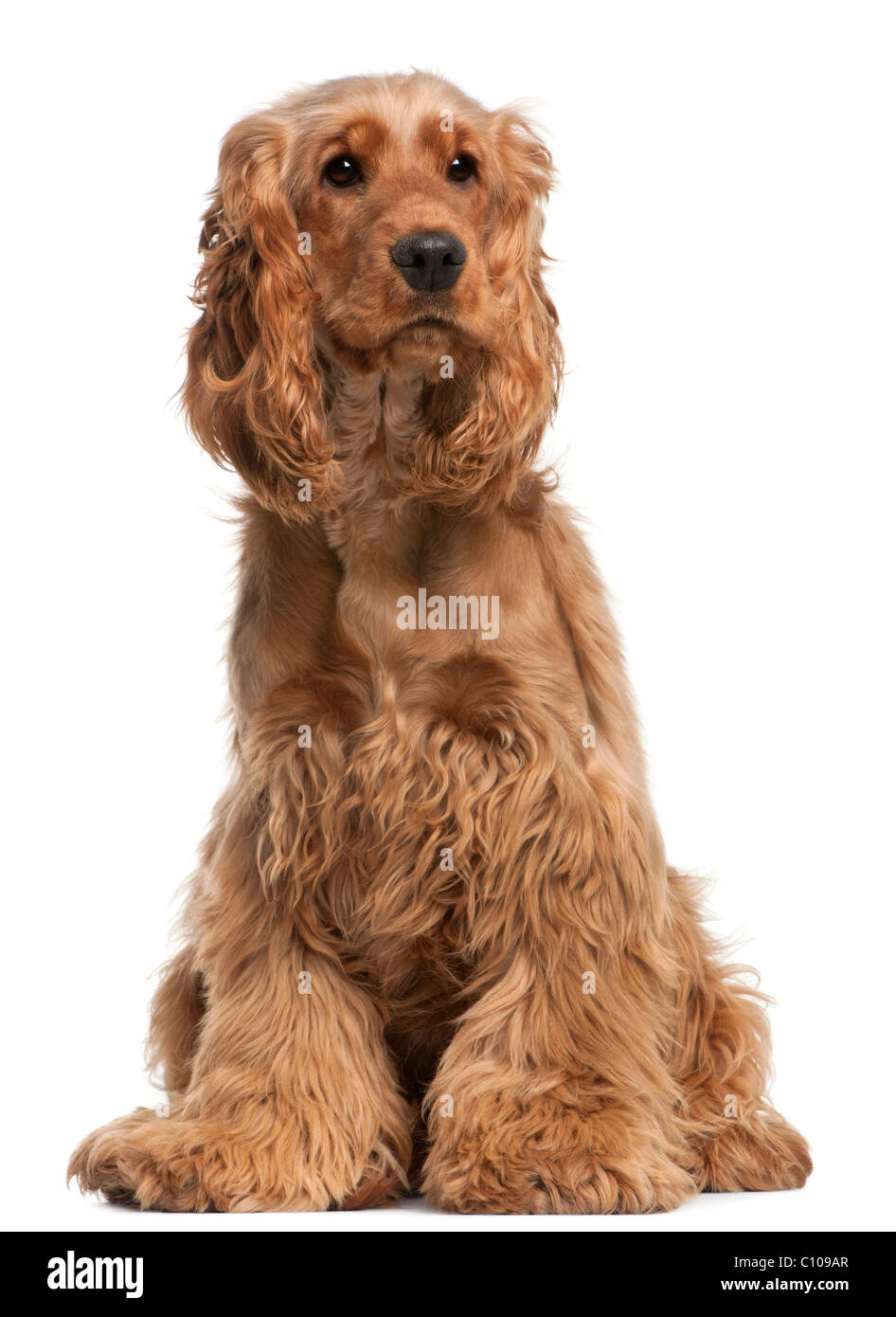 Old english cocker spaniel hi-res stock photography and images - Alamy