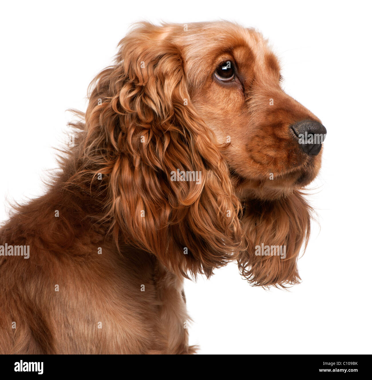 Old english cocker spaniel hi-res stock photography and images - Alamy
