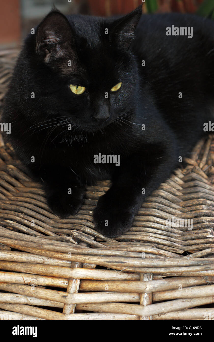 Black european cat with green eyes sitting on vimini basket Stock Photo ...