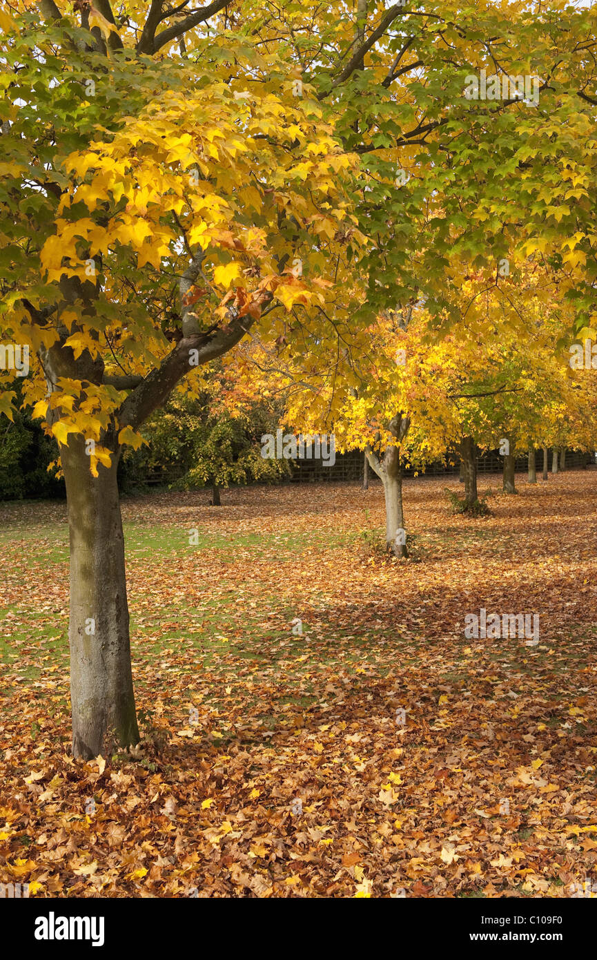 Trees on The Stray, Harrogate, in autumn Stock Photo - Alamy
