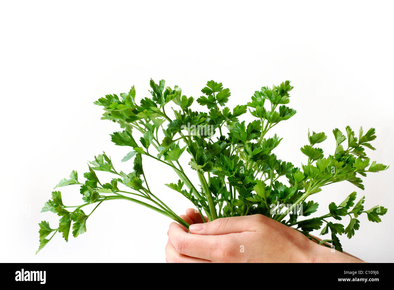 Ecology concept, green plant in human hand Stock Photo - Alamy