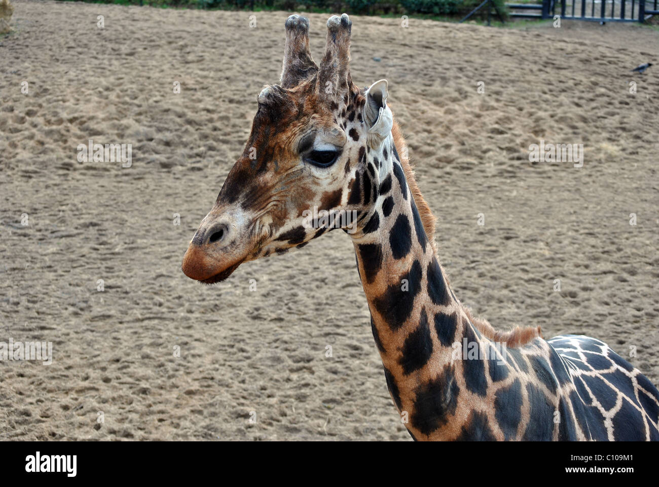 side profile rothschild giraffe at dublin zoo ireland Stock Photo - Alamy