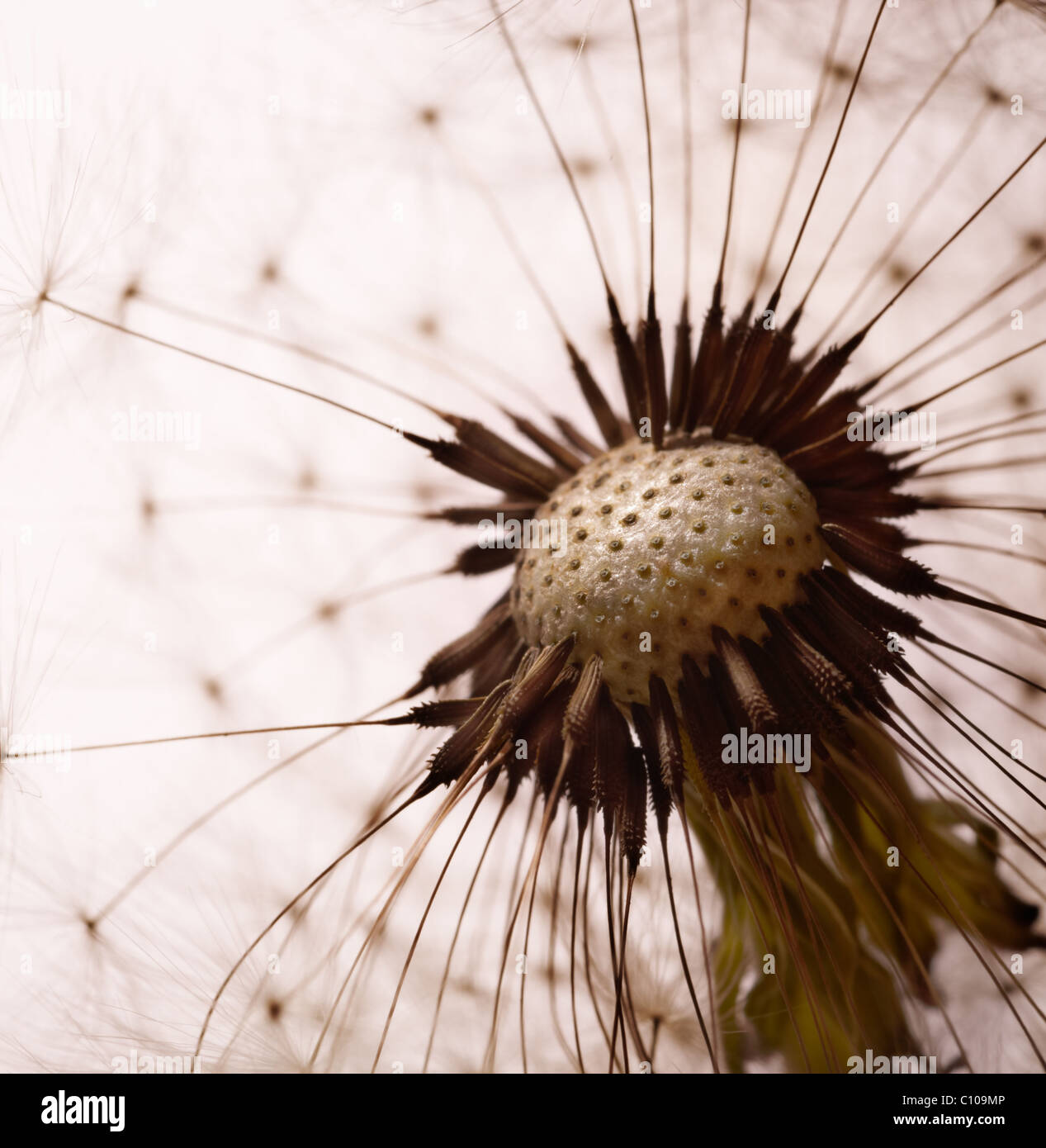 nature concept, part of flower , selective focus on center Stock Photo ...