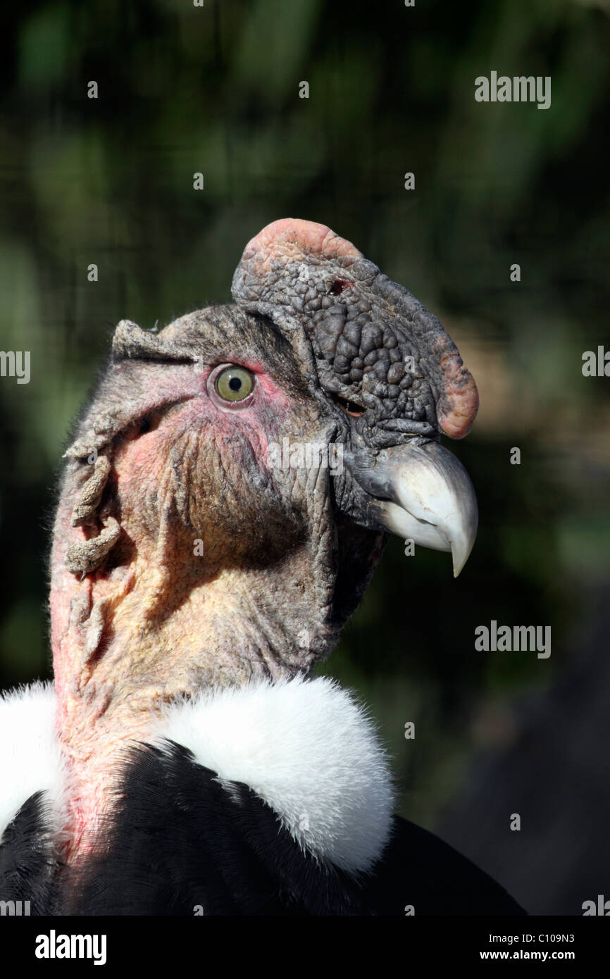 Close-up of the head of a male Andean Condor, Vultur gryphus, Bergen ...