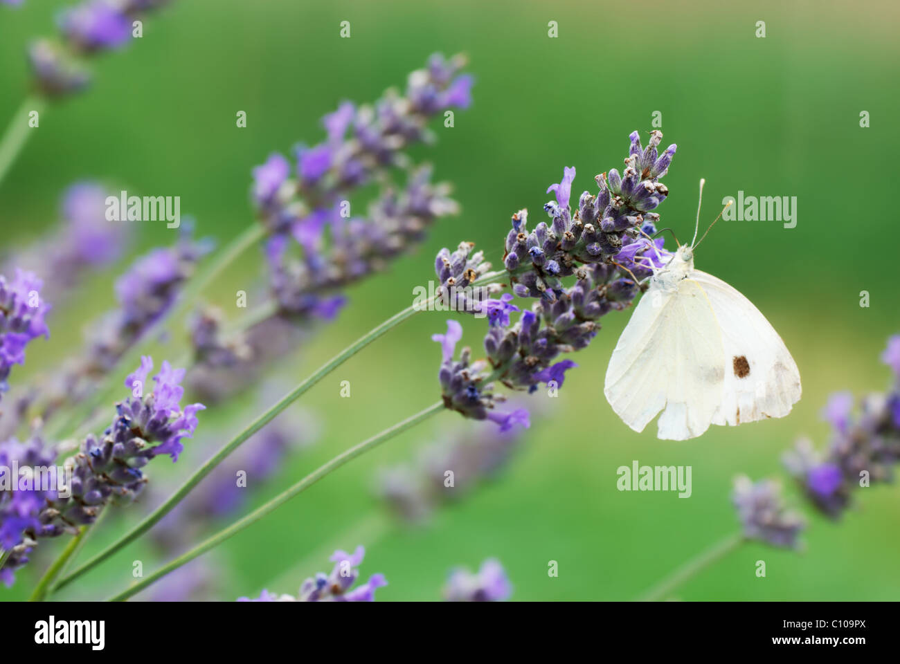 Lavender With Butterfly High Resolution Stock Photography and Images ...