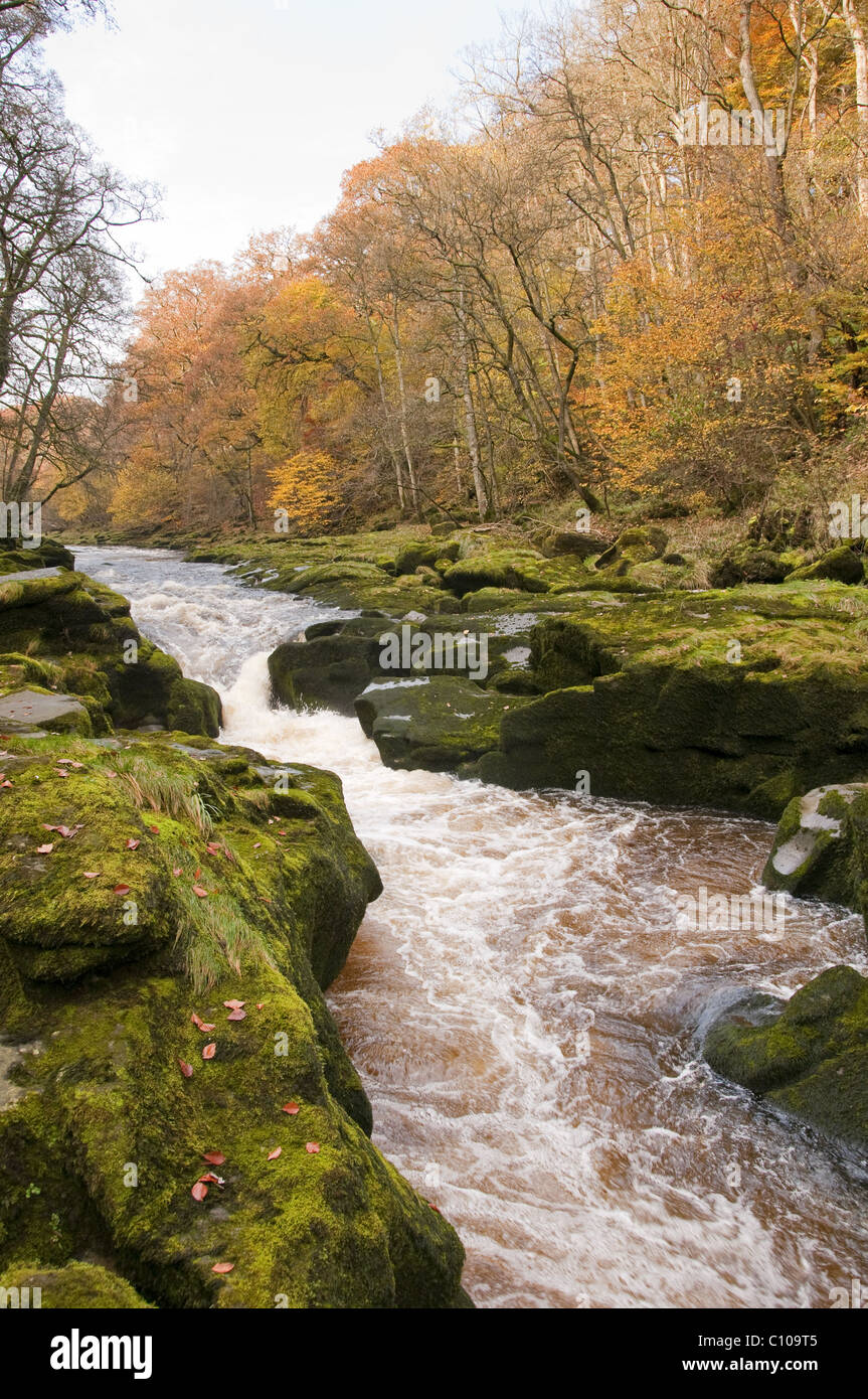 River Wharfe water flowing through The Strid, a narrow channel between ...