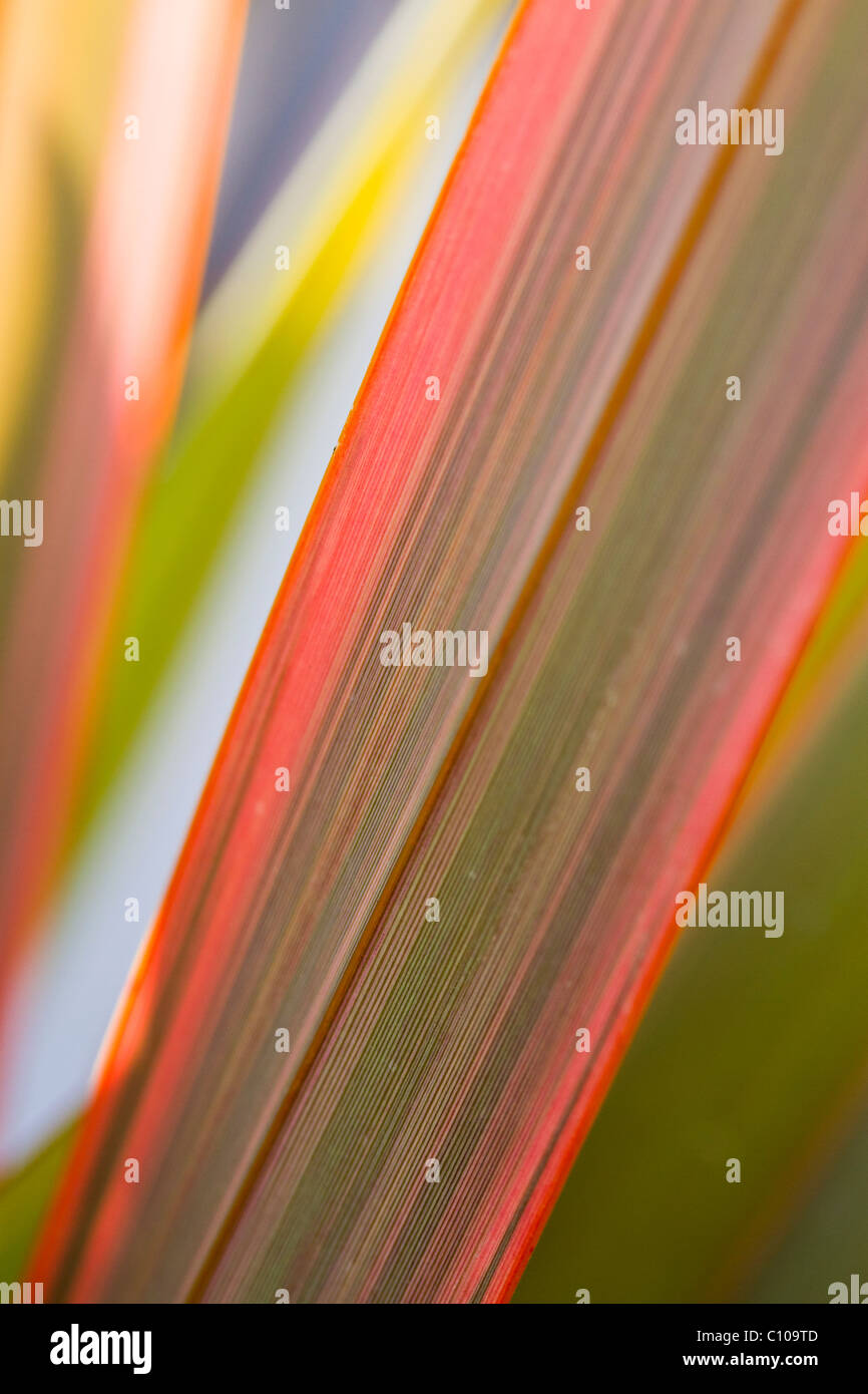 New Zealand flax Stock Photo - Alamy
