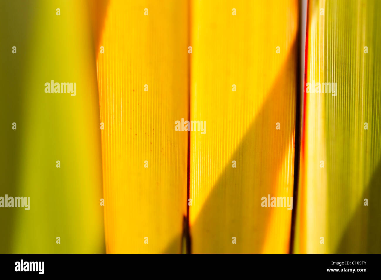 Variegated flax hi-res stock photography and images - Alamy