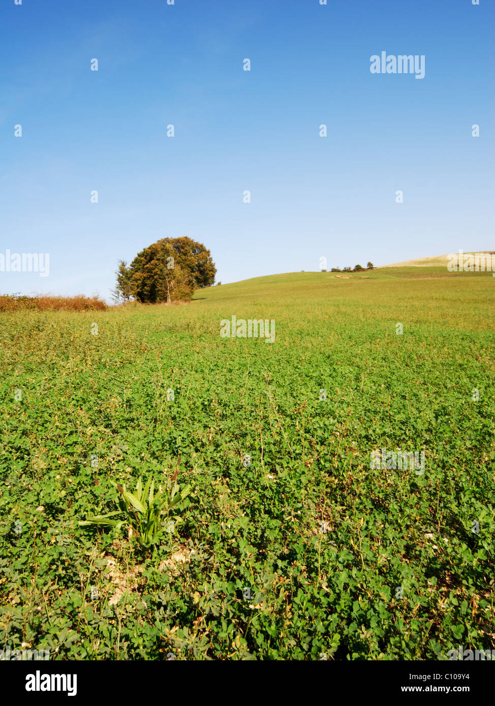 Empty landscape with green field and blue sky Stock Photo - Alamy