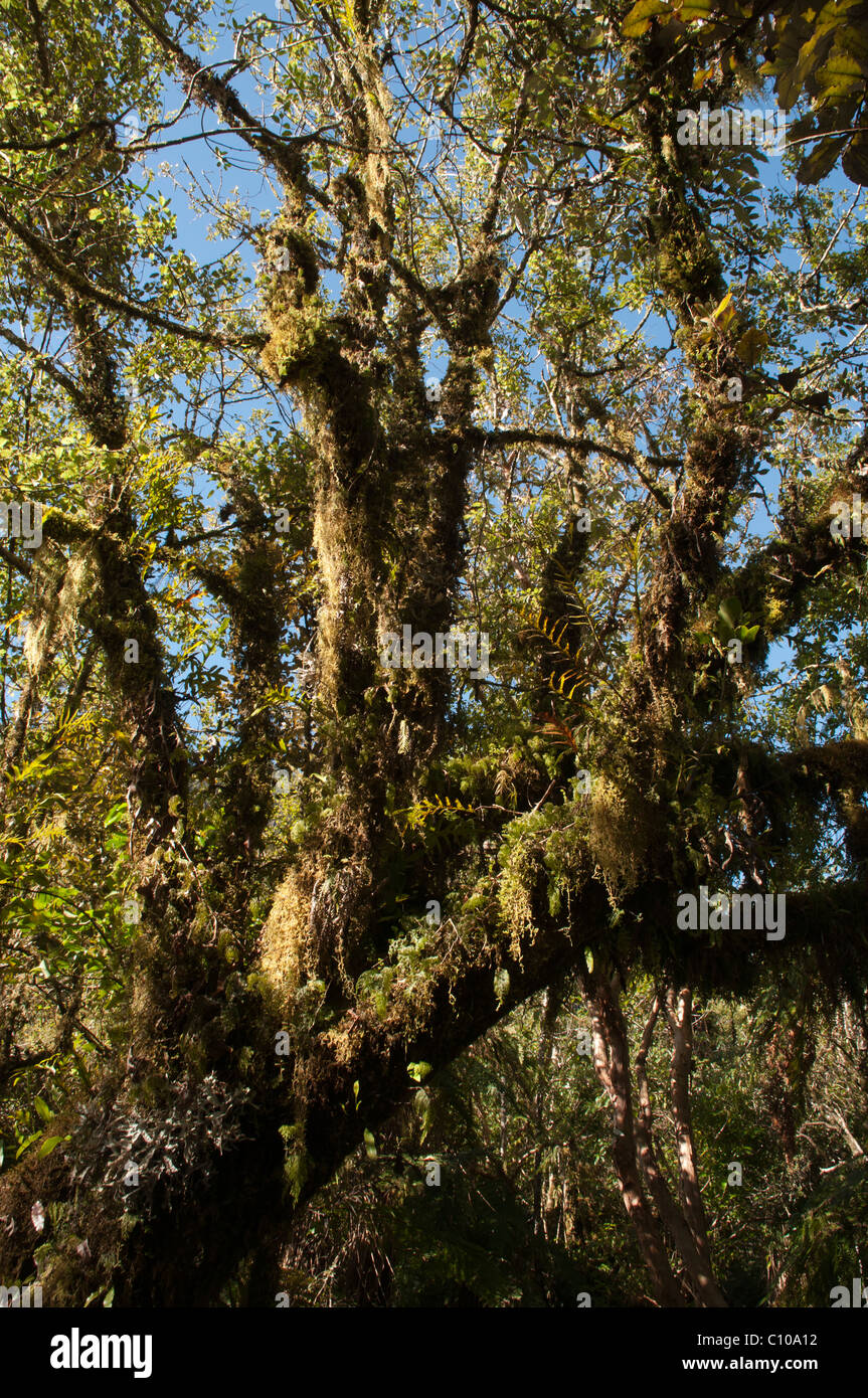 Lichen in New Zealand rainforest on the banks of Haast River in West ...