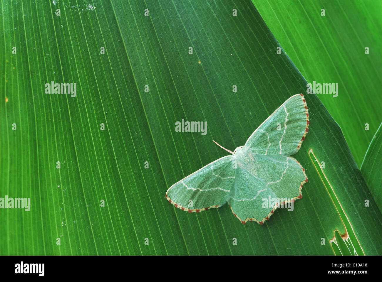 Green moth (Geometridae) on a green leaf Stock Photo - Alamy
