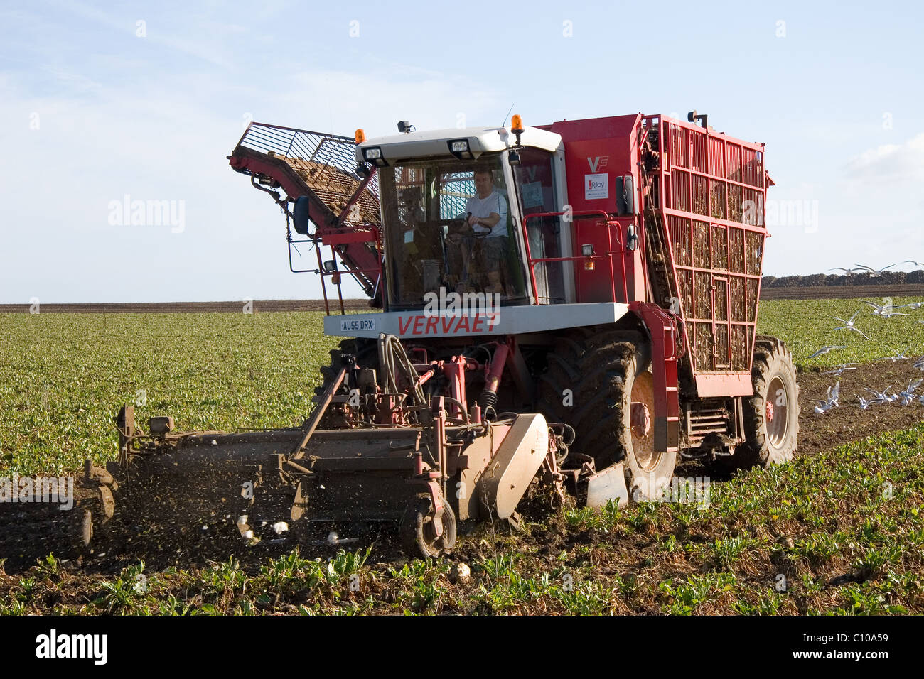 Vervaet 17 tonne 6 row Sugar Beet Harvester at work lifting ...