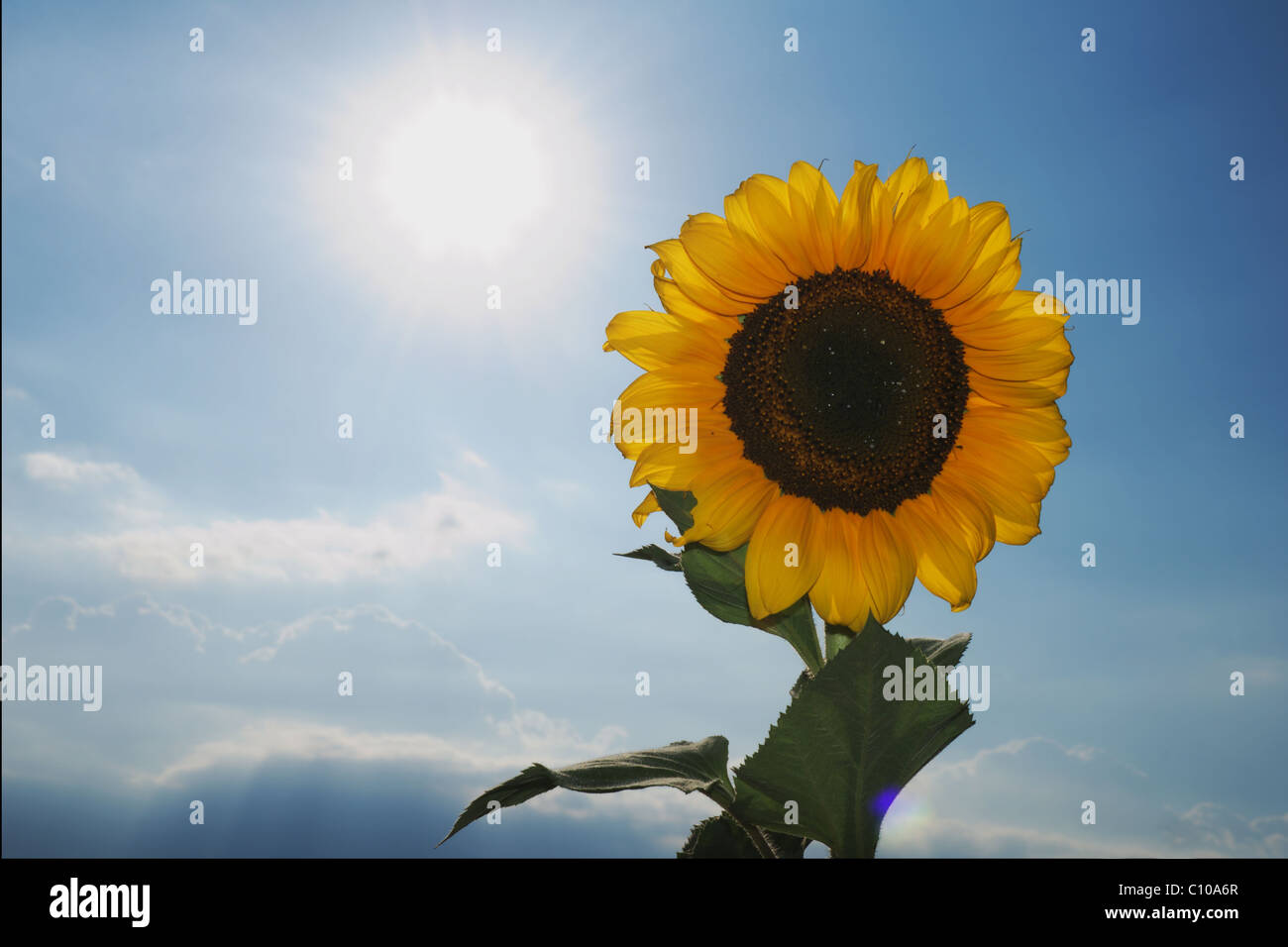 Contrast between the sun and the sunflower Stock Photo - Alamy