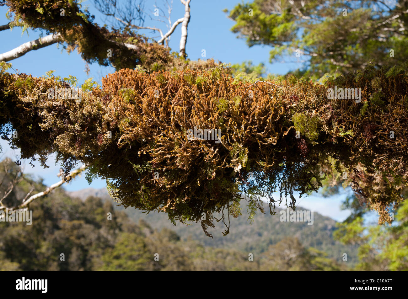 lichen in New Zealand rainforest on the banks of Jackson River in West ...
