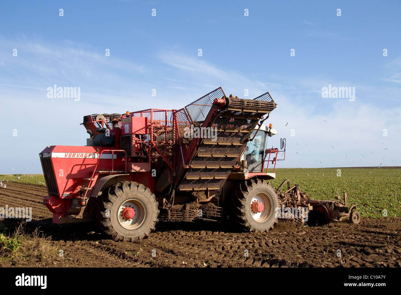 Vervaet 17 tonne 6 row Sugar Beet Harvester at work lifting ...