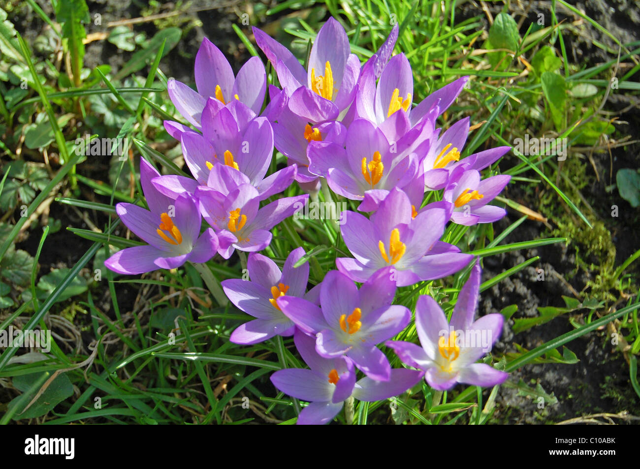 group of crocus flowers in grass Stock Photo - Alamy